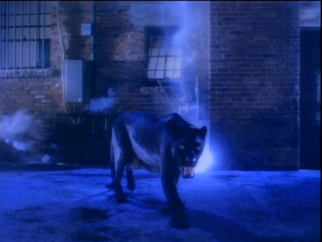 Conoce a los Felinoides - Foros Perú